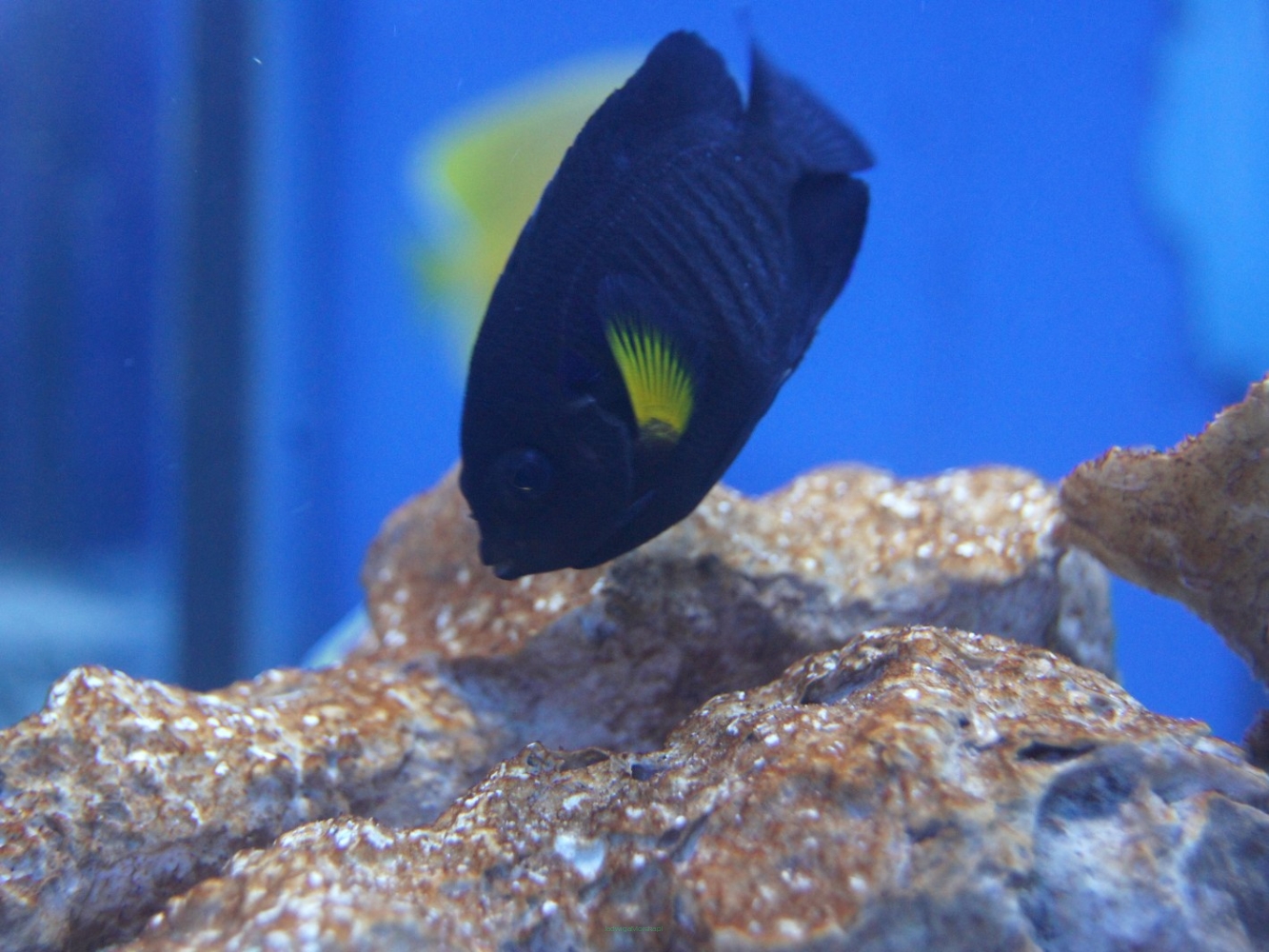 Centropyge flavipectoralis (Yellow Fin Angel) rozmiar 7 cm