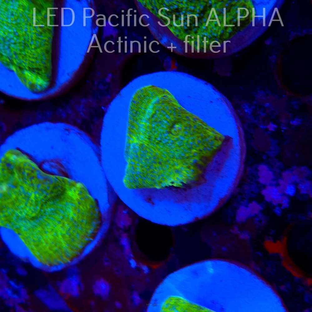 Mycedium WWC Space Invader Chalice (15.12.2024) 4cm