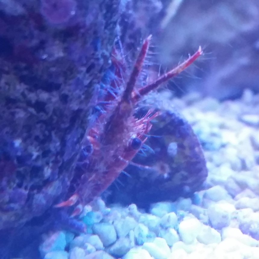 Munida sp. (Krab Spiderman)