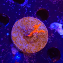 Anacropora Jason Fox TNT (13.01.2026) MM6-I-25 3cm