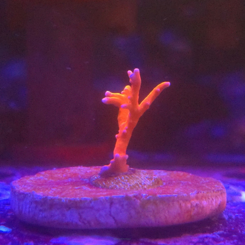 Anacropora Jason Fox TNT (13.01.2026) MM6-I-25 3cm