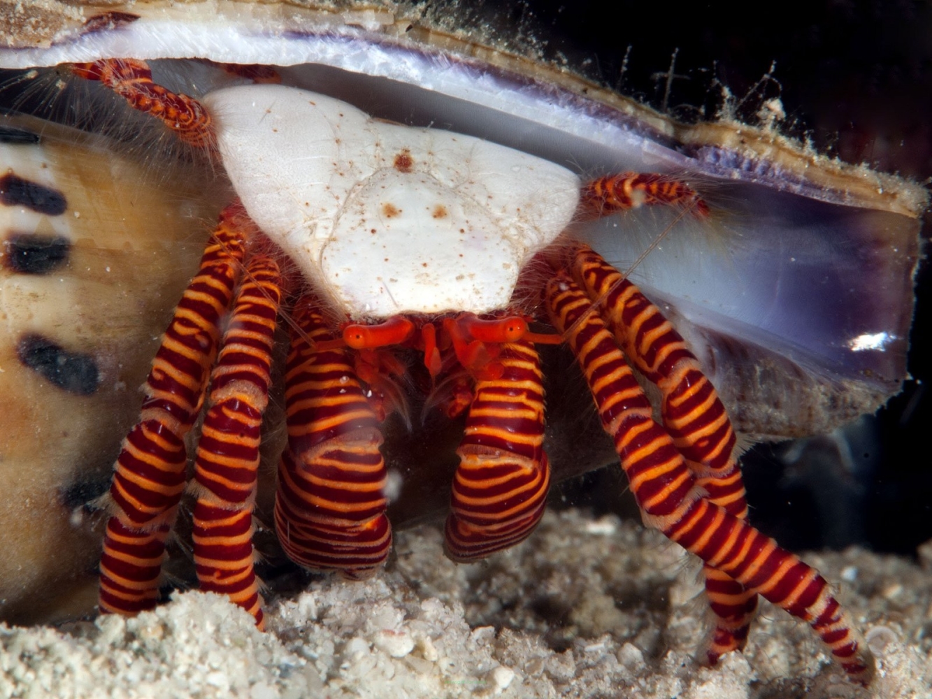 Trizopagurus (ciliopagurus) strigatus (hermit crab red stripe)