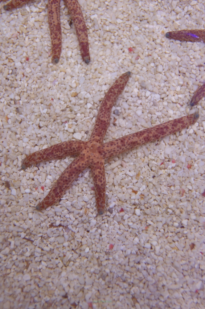 Linckia multiflora (Multicolor Starfish)
