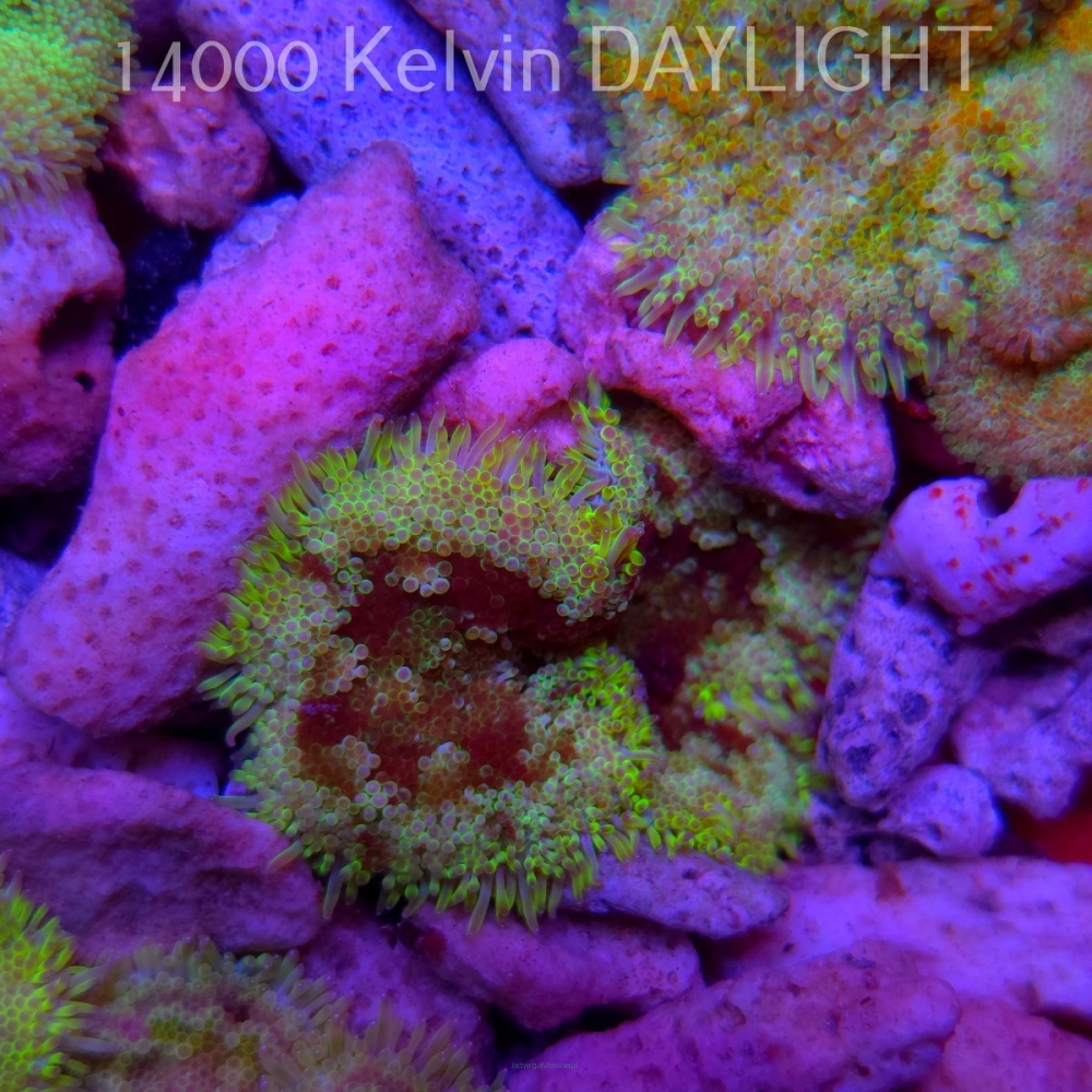 Stichodactyla TAPETUM Mini-Maxi Carpet Anemone YELLOW-RED (01.06.2025) 4cm