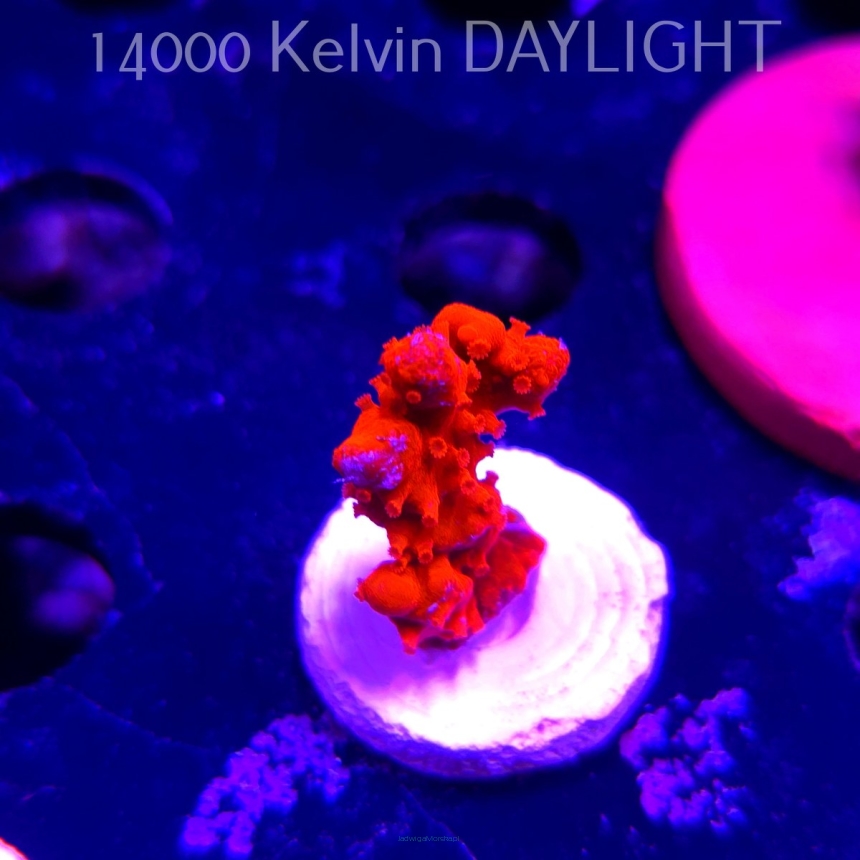 Montipora setosa ORA (04.09.2025) 3cm