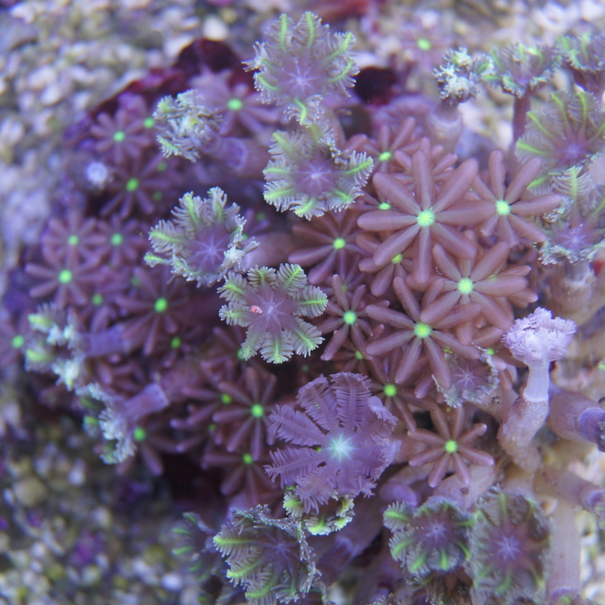 Clavularia green glove polyp BALI