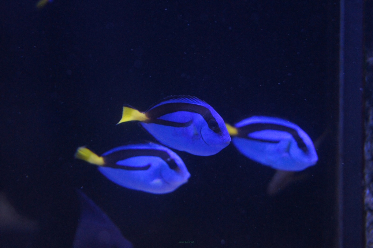 Paracanthurus hepatus YELLOW BELLY rozmiar 3-4 cm (HAWAJE)