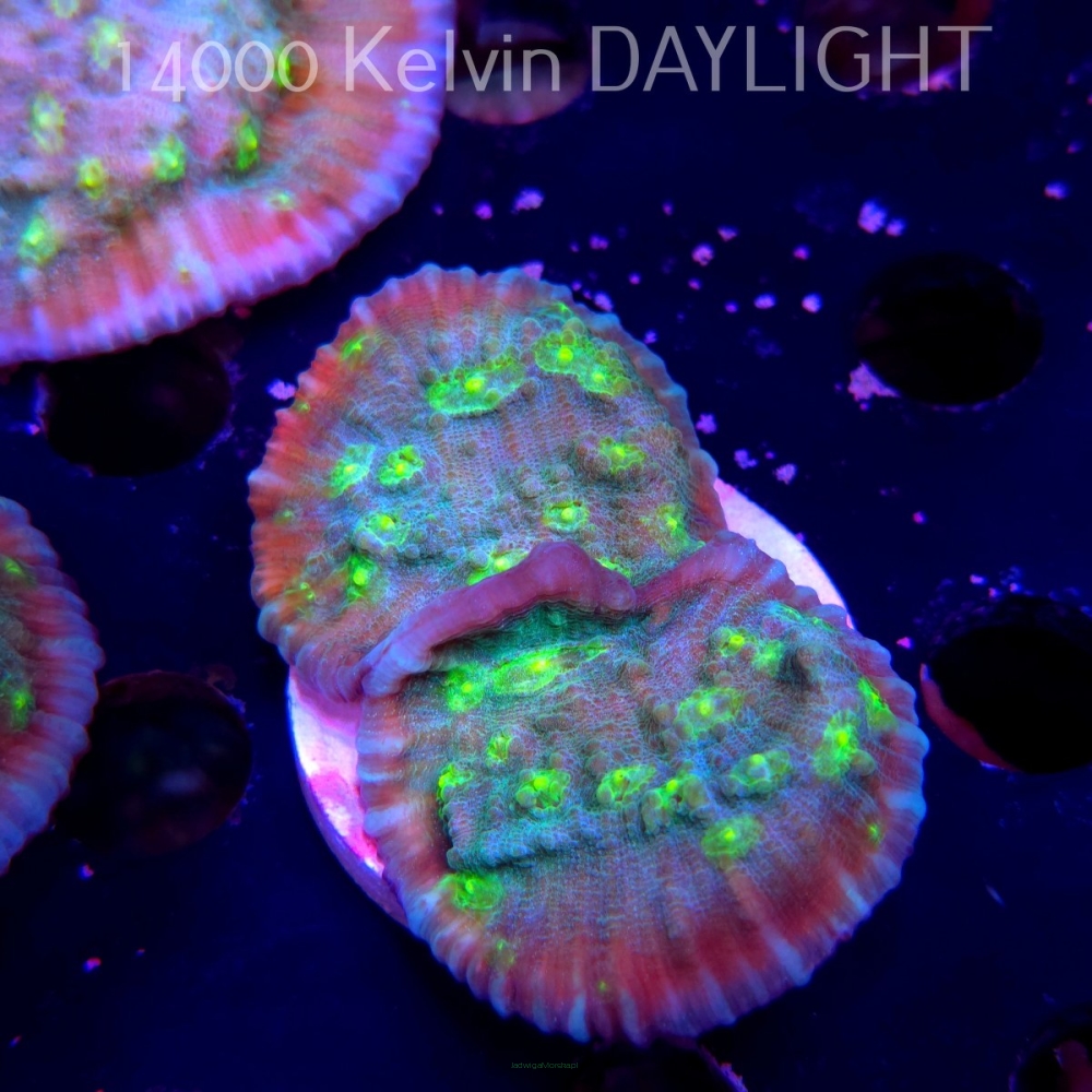 Mycedium robokaki GREEN FLARE (06.05.2025) 6cm