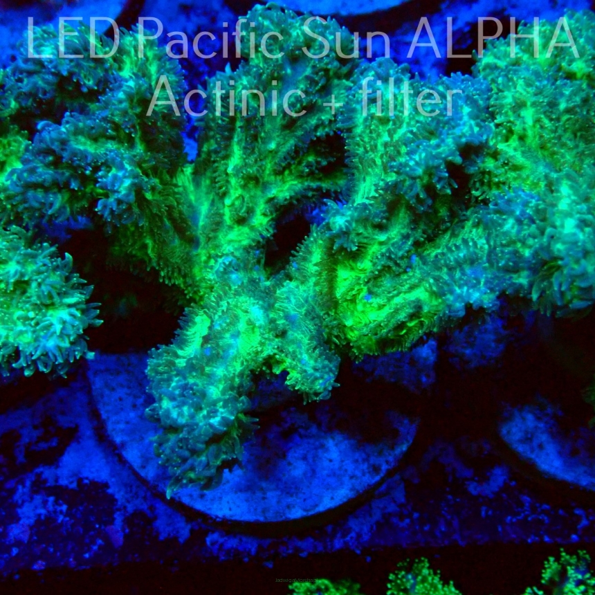 Hydnophora rigida GREEN (10.04.2022) 8cm