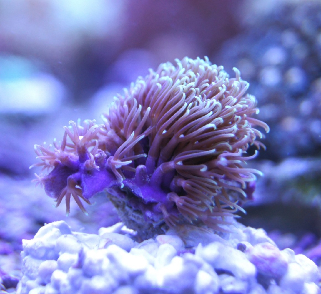 Pachyclavularia violacea