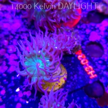 Duncanopsammia axifuga (15.01.2026) H3-024 2P