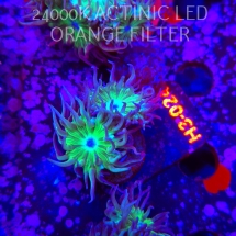 Duncanopsammia axifuga (15.01.2026) H3-024 2P