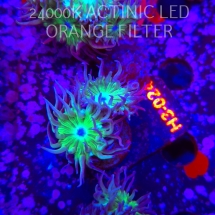 Duncanopsammia axifuga (15.01.2026) H3-024 2P