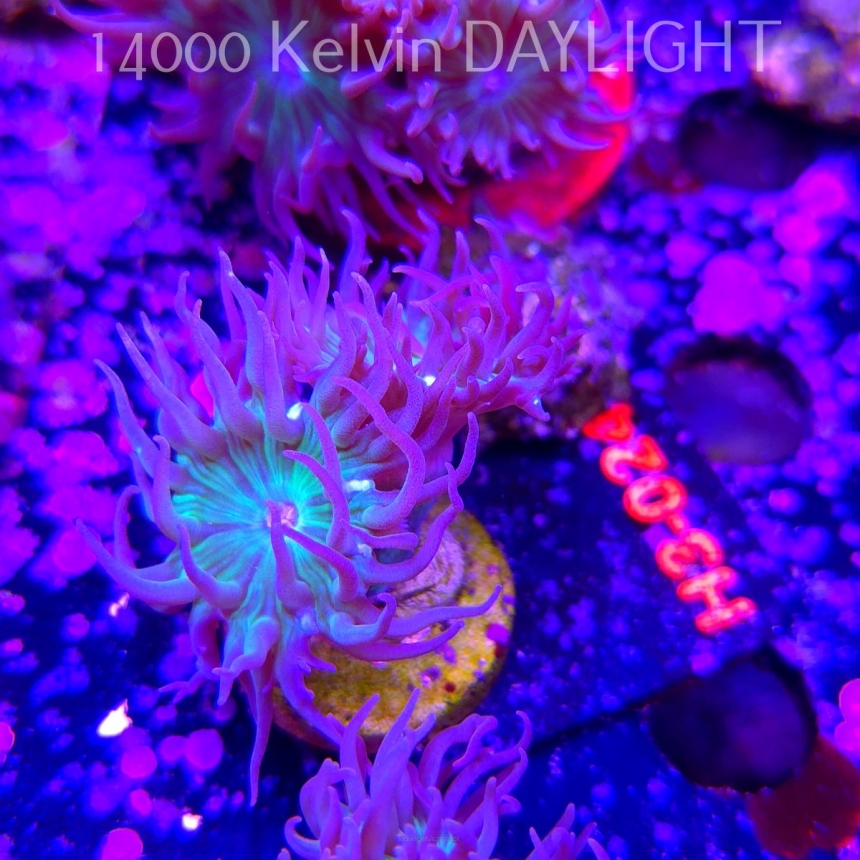 Duncanopsammia axifuga (15.01.2026) H3-024 2P