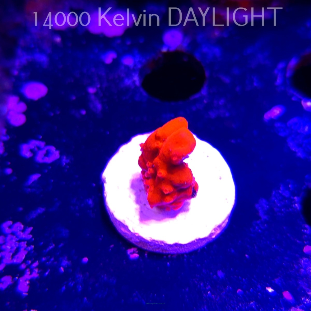 Montipora setosa ORA (04.09.2025) 2cm