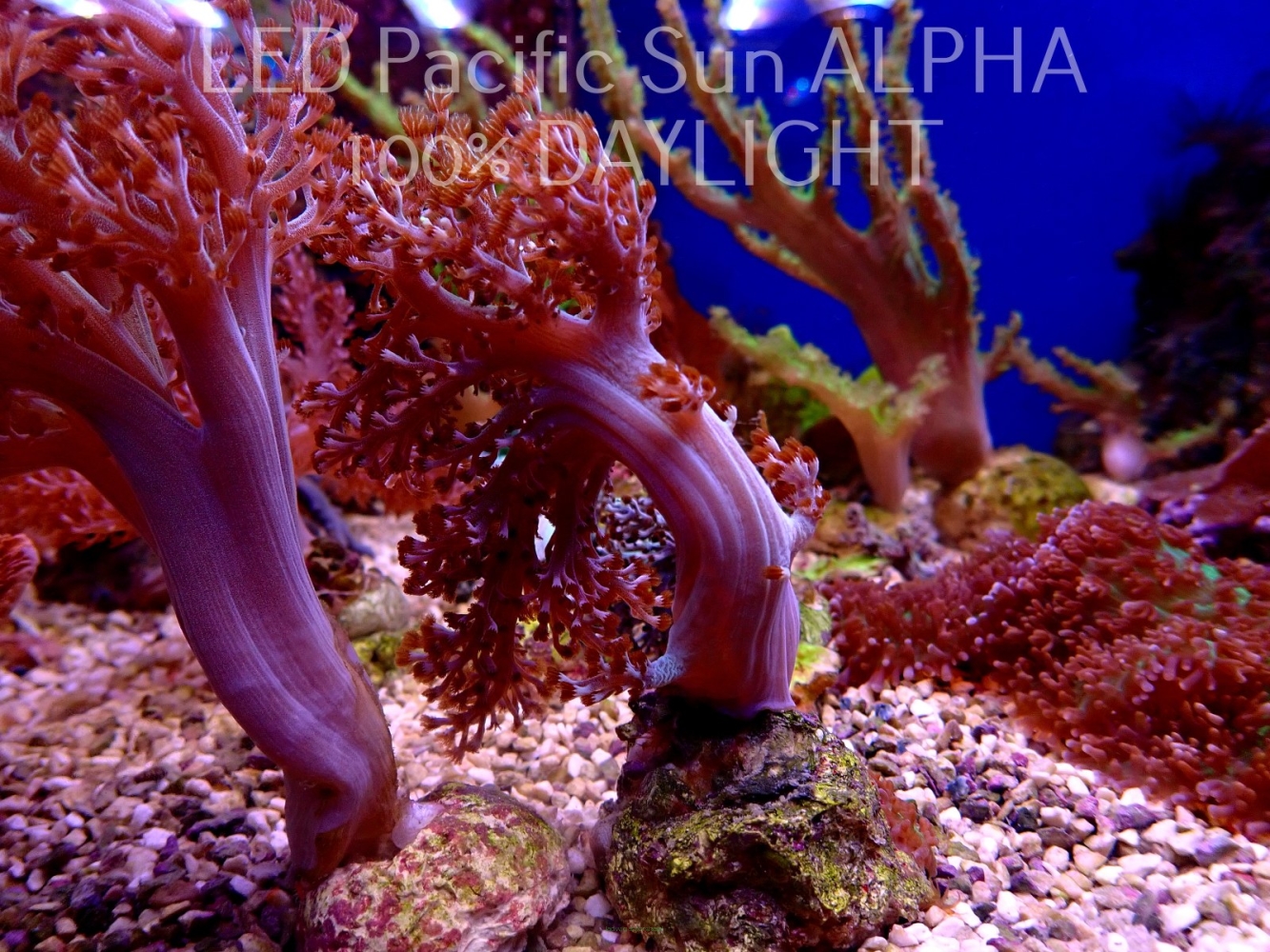 Capnella sp. (17.01.2023)