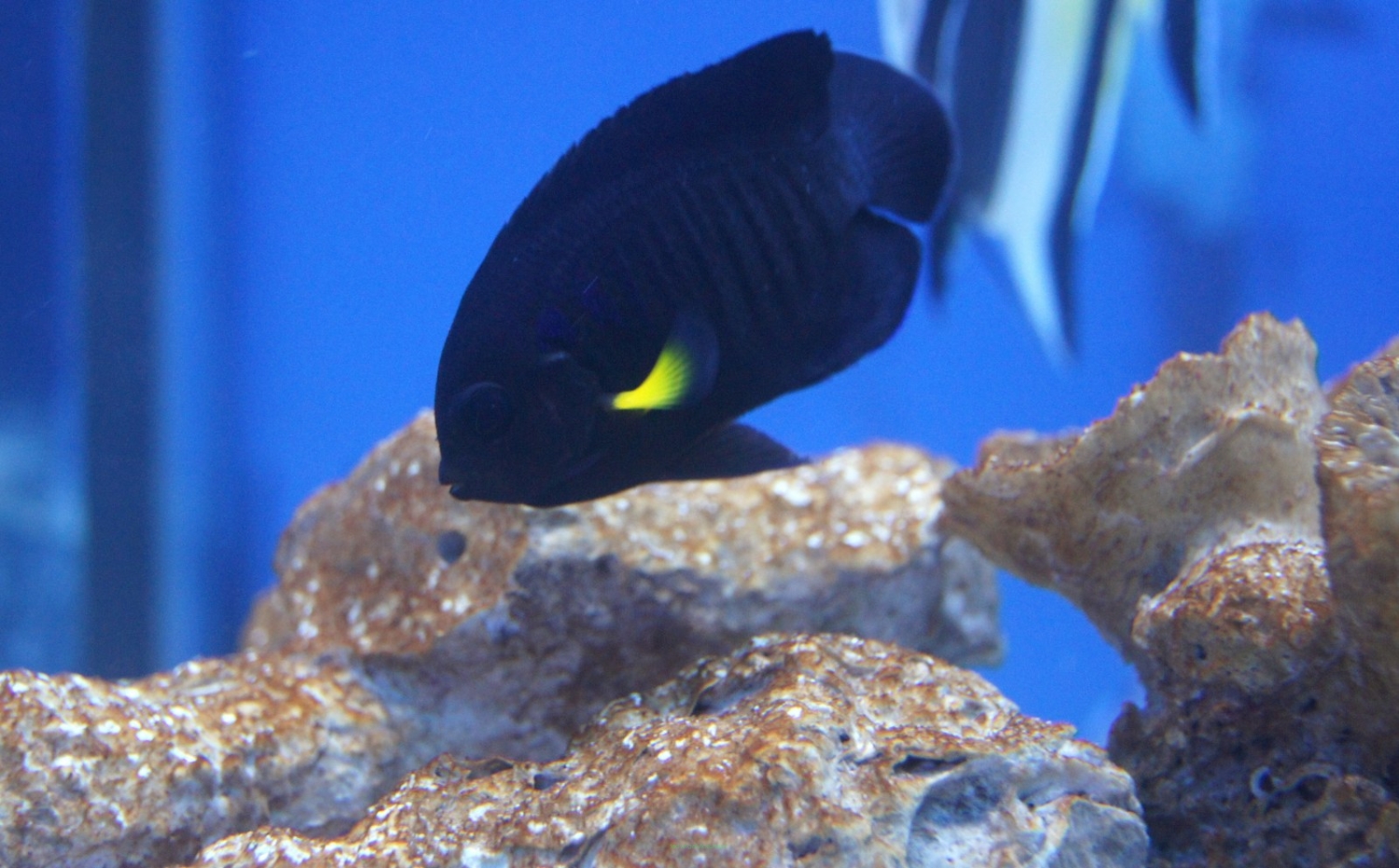 Centropyge flavipectoralis (Yellow Fin Angel) rozmiar 6 cm