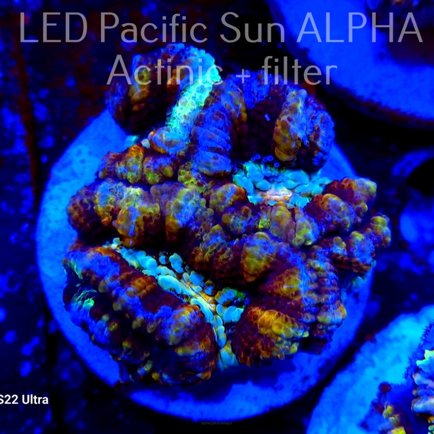 Australophyllia (Symphyllia) Wilsoni RAINBOW BLUE (17.01.2024) 5cm