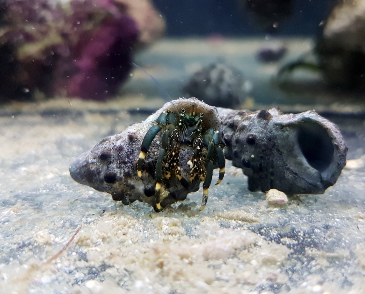 Clibanarius Tricolor krab pustelnik rozmiar 1-2 cm