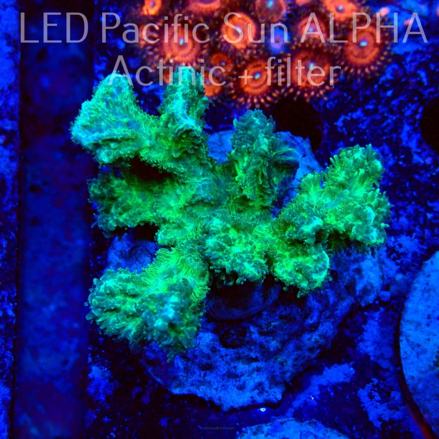 Hydnophora rigida GREEN (10.04.2022) 8cm