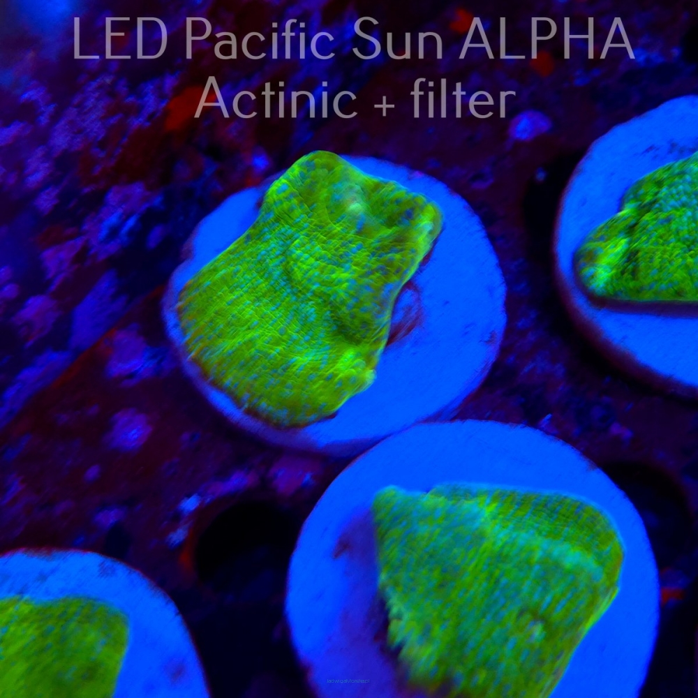 Mycedium WWC Space Invader Chalice (15.12.2024) 4cm