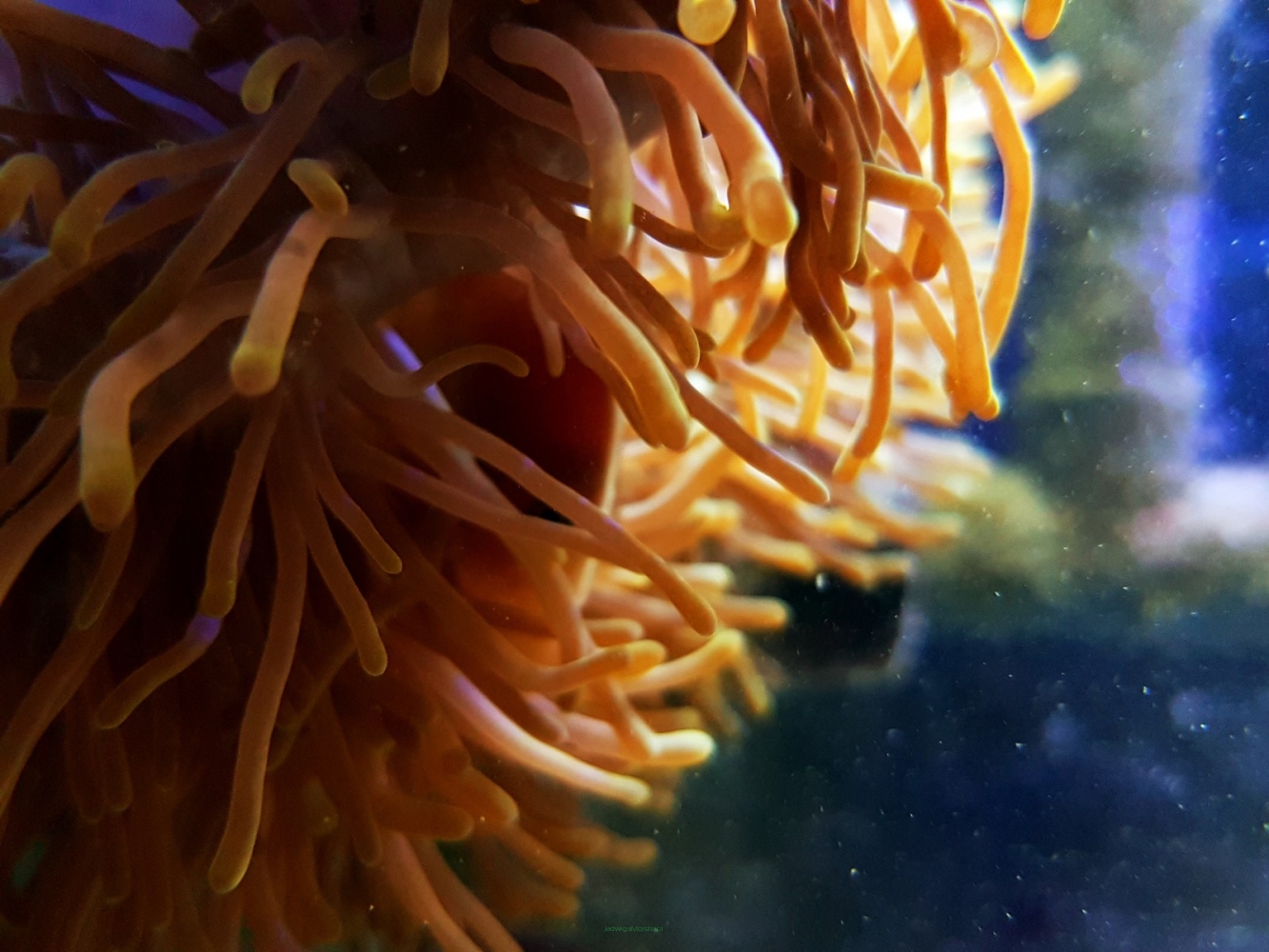 Heteractis magnifica